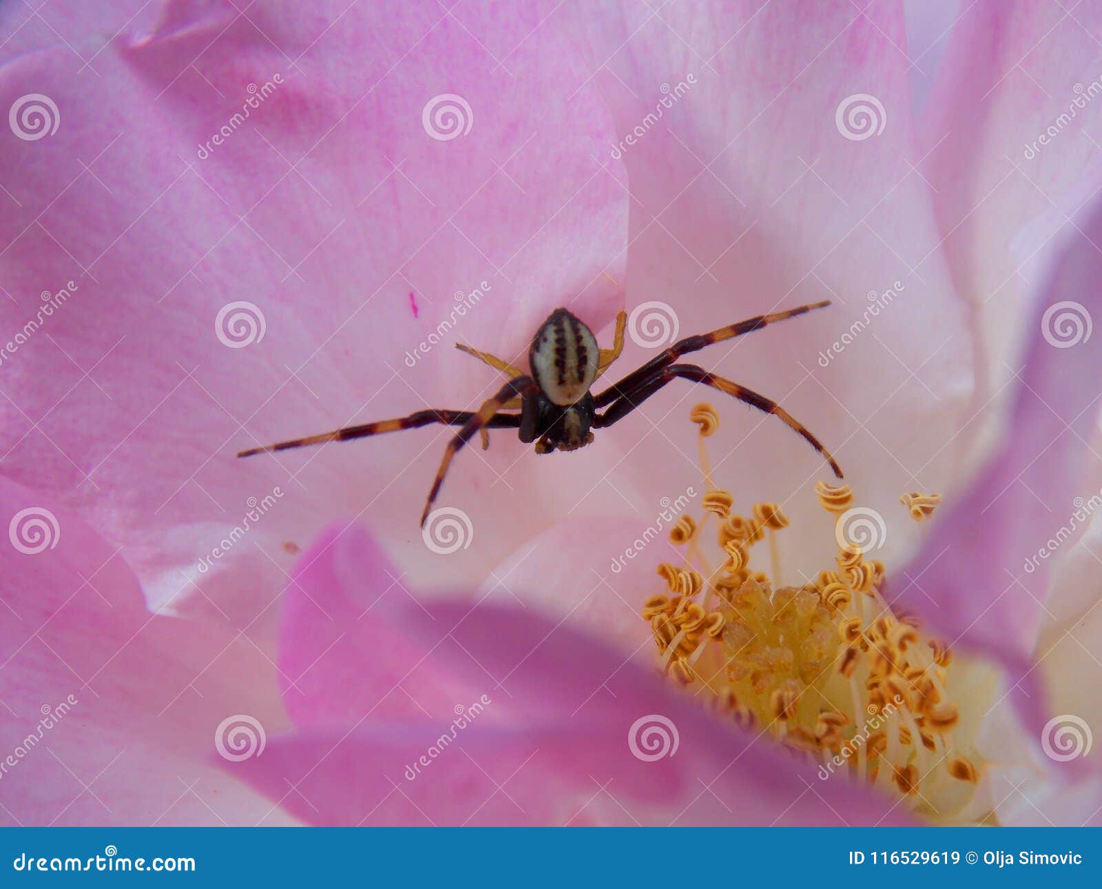 Spider on pink rose stock image. Image of pink, spider - 116529619