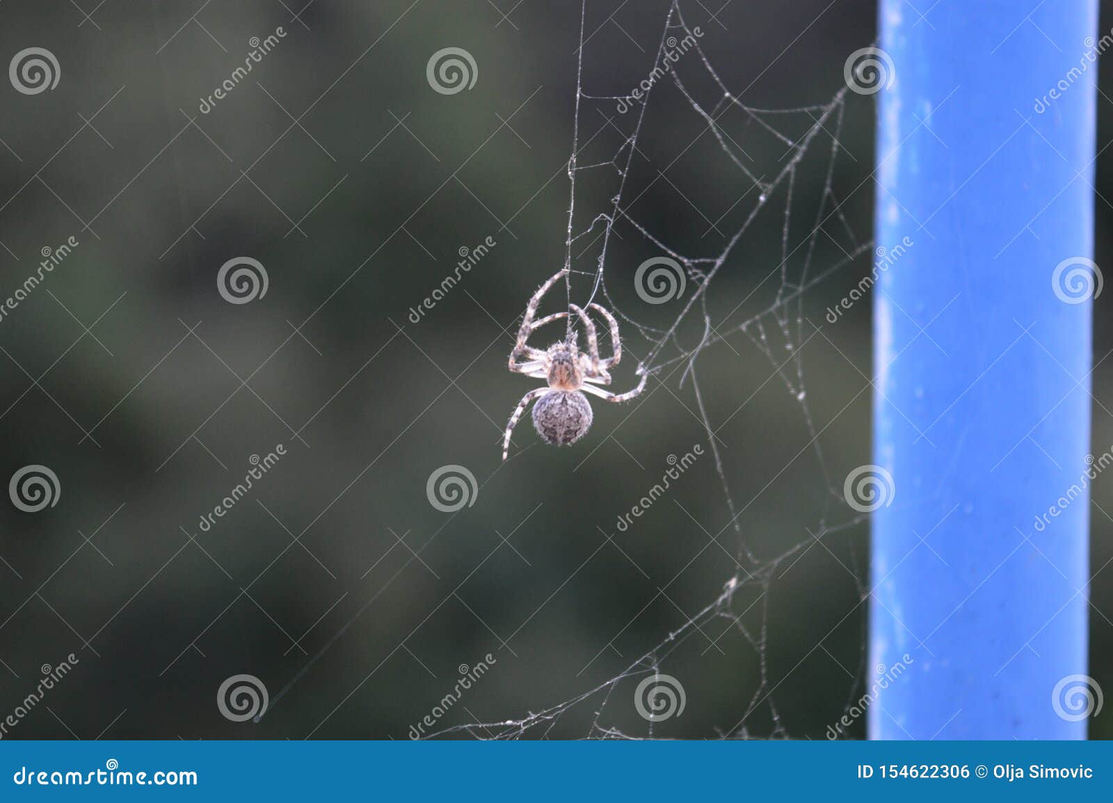 Spider on Spider Web on Bridge Stock Photo - Image of insect, animal ...