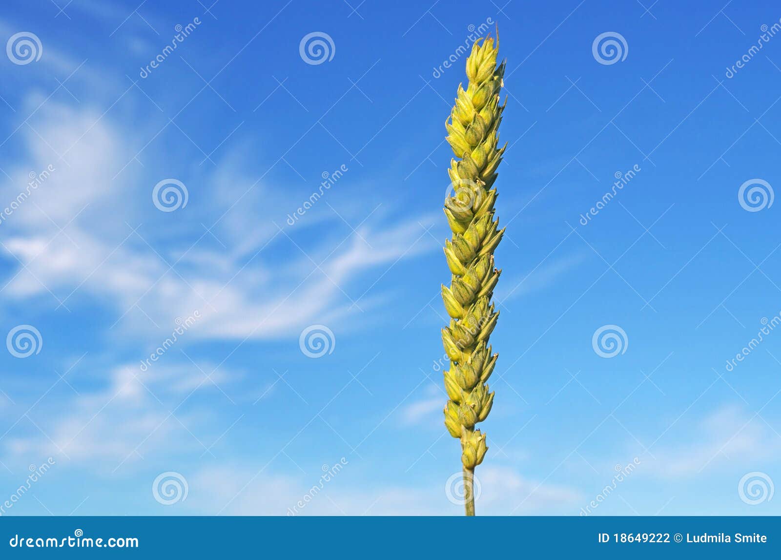 One spike. stock photo. Image of wheat, nature, spring - 18649222