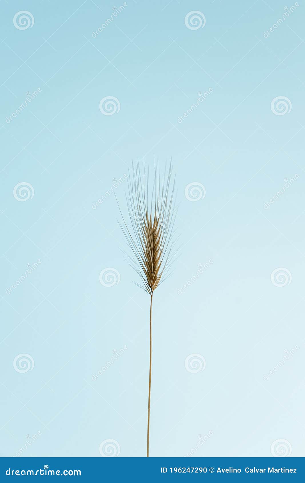 One Spike with a Clear Blue Sky As the Background and Copy Space Stock ...