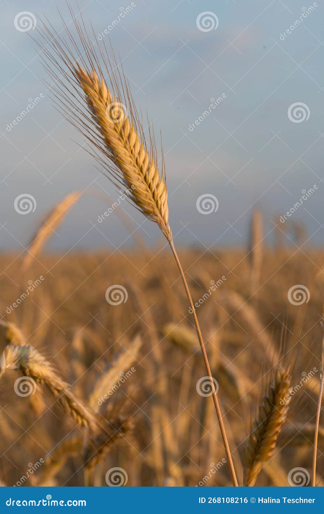 One Spike Rye on Background Field with Blue Sky Stock Photo - Image of ...