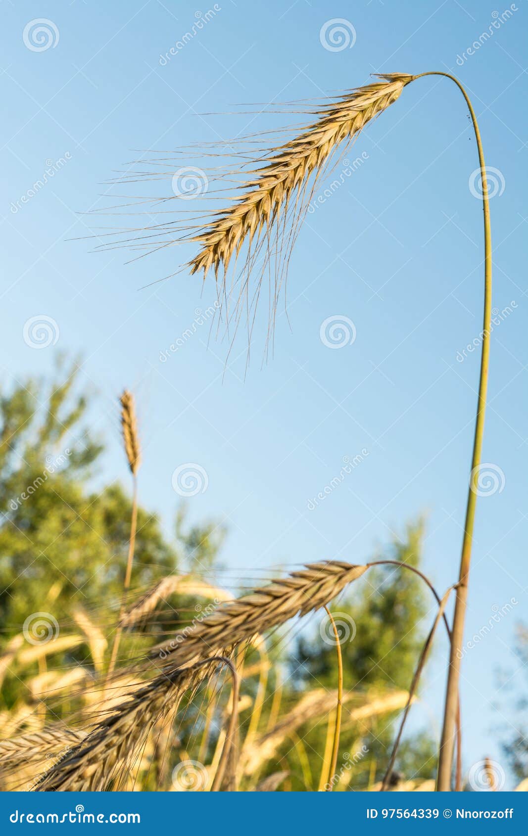 One Spikelet of Wheat Against the Blue Sky during Sunset Stock Image ...