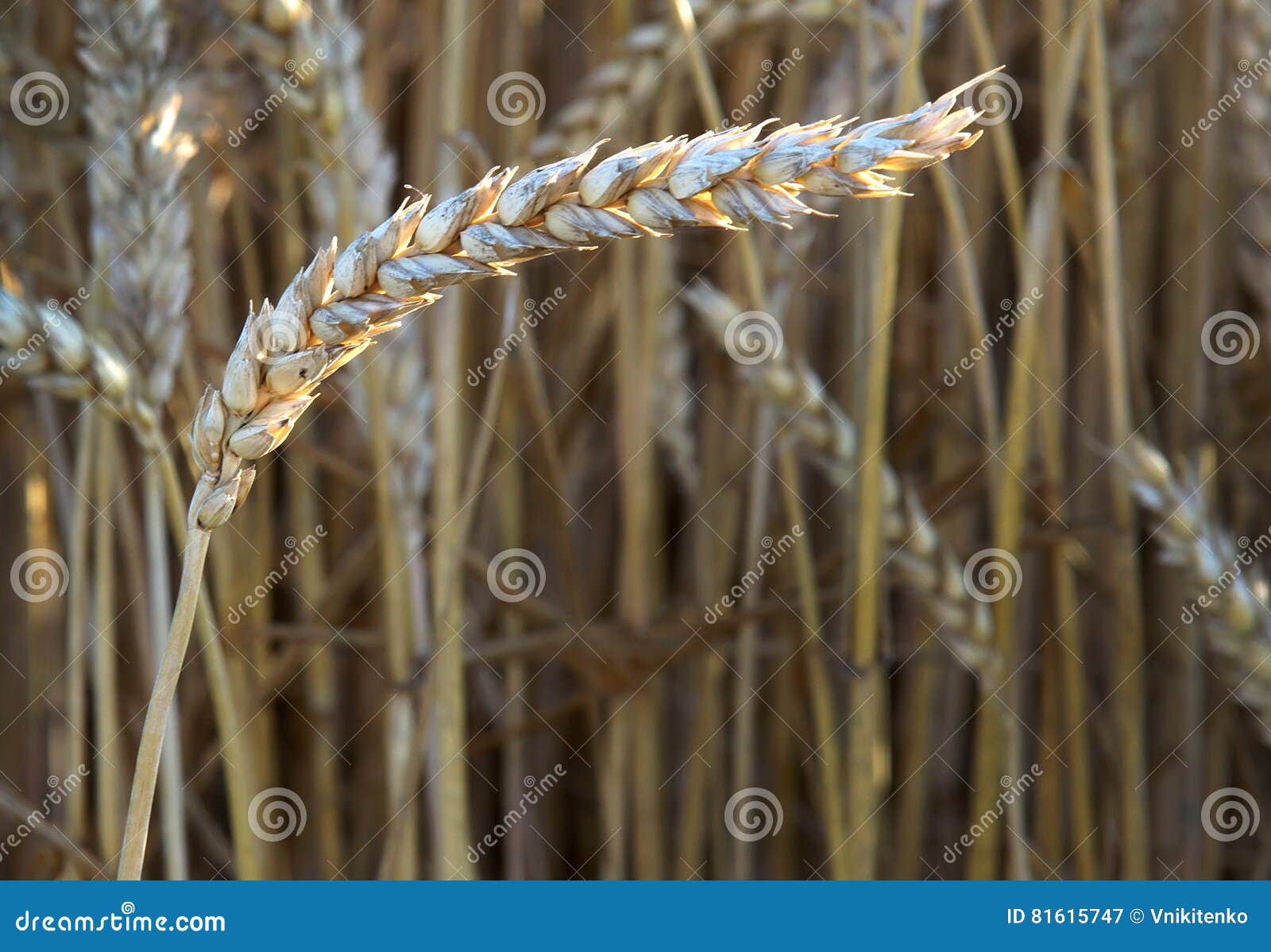 One spikelet of wheat stock image. Image of golden, barley - 81615747