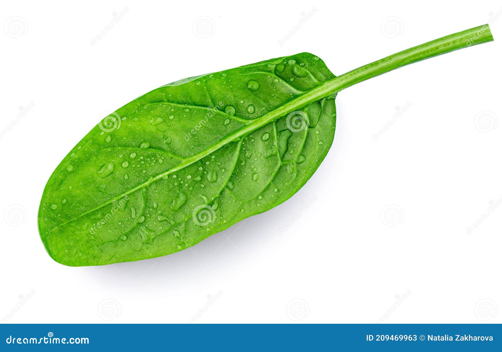 One Spinach Leaf Isolated on White Background. Spinach Leaf Macro. Top ...