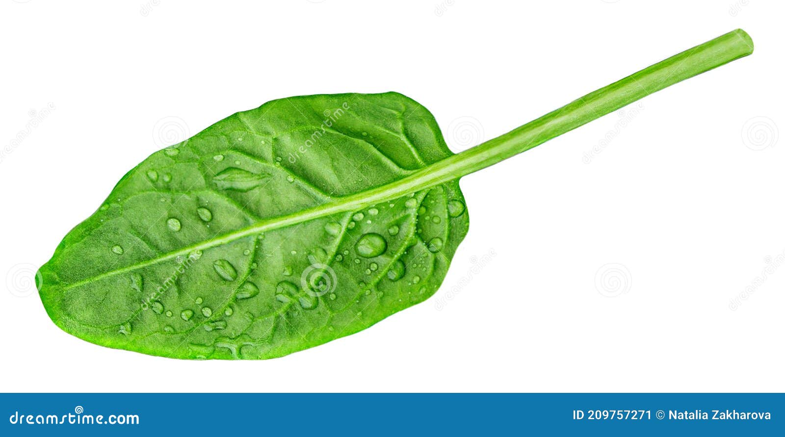 One Spinach Leaf Isolated on White Background. Spinach Leaf Macro. Top ...