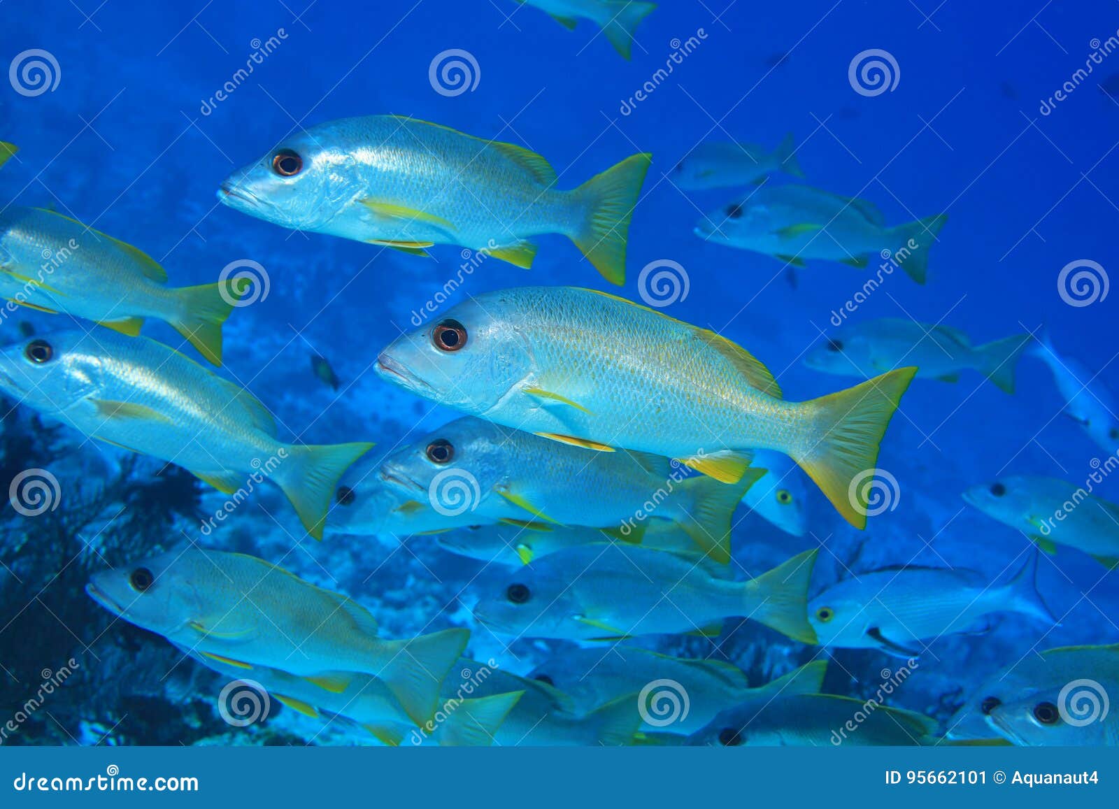 One-spot snapper fish stock image. Image of scuba, reef - 95662101
