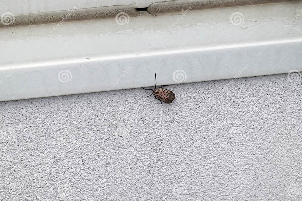 One Spotted Lanternfly on a White Wall Stock Image - Image of spotted ...