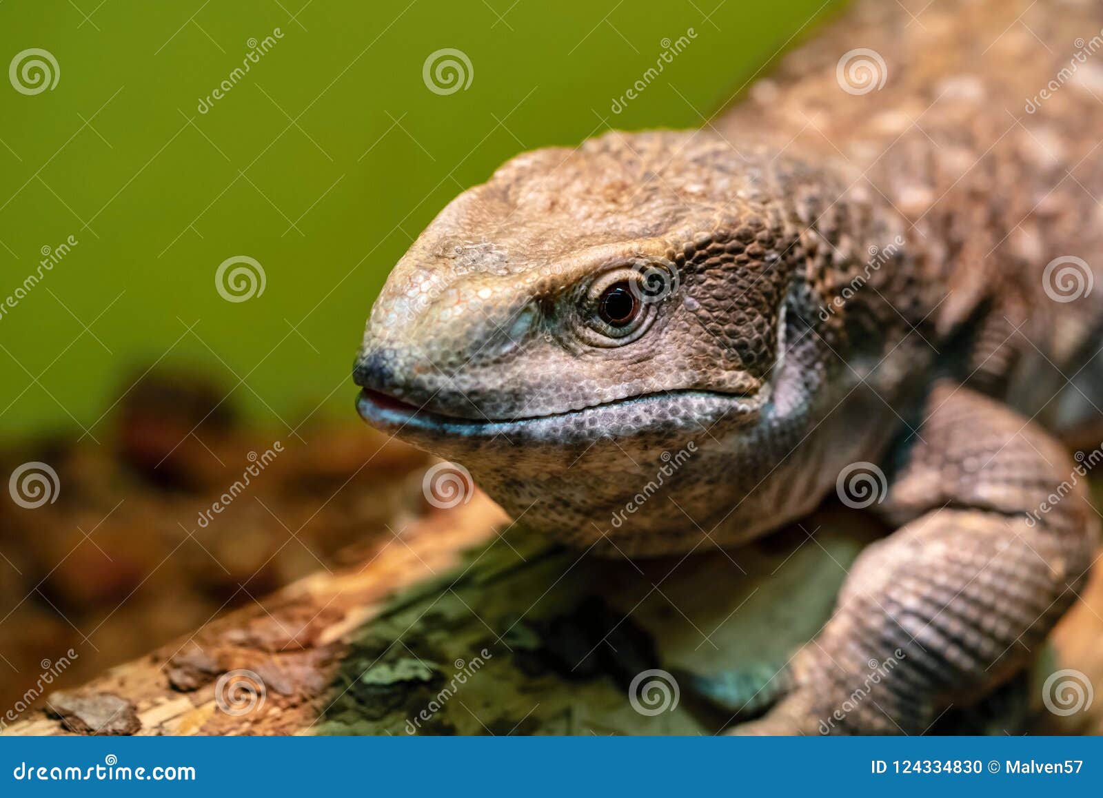 One spotty lizard stock photo. Image of lizard, animal - 124334830