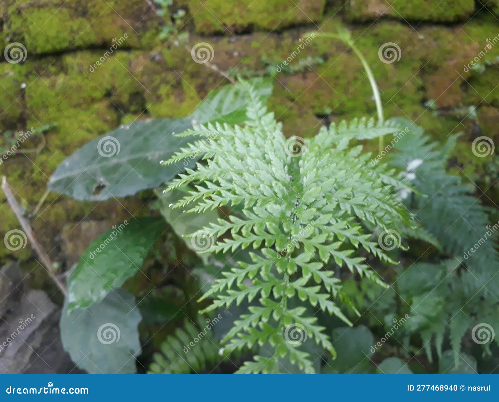 One Sprig of Fern and Greenish Stock Photo - Image of greenish, spring ...