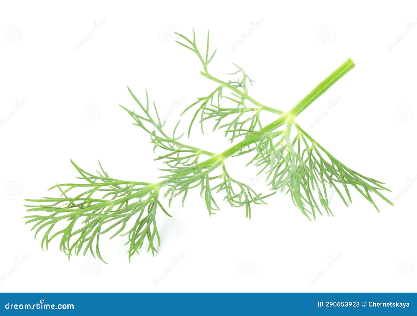 One Sprig of Fresh Dill Isolated on White Stock Image - Image of food ...