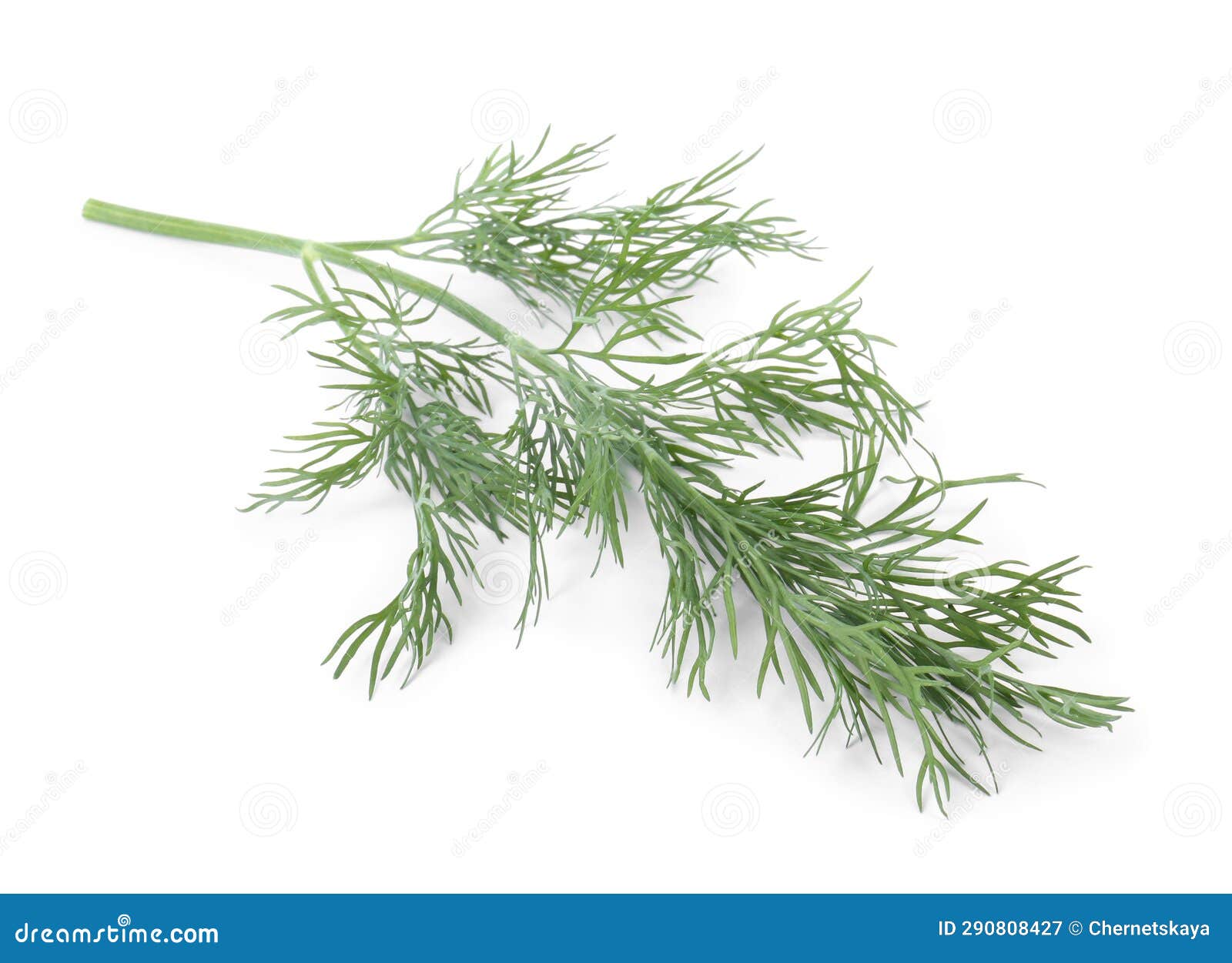 One Sprig of Fresh Dill Isolated on White Stock Image - Image of ...