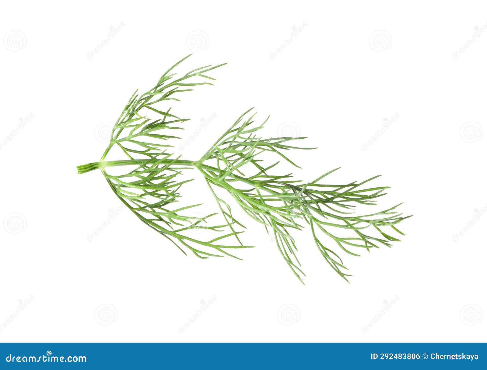 One Sprig of Fresh Dill Isolated on White Stock Photo - Image of herbal ...