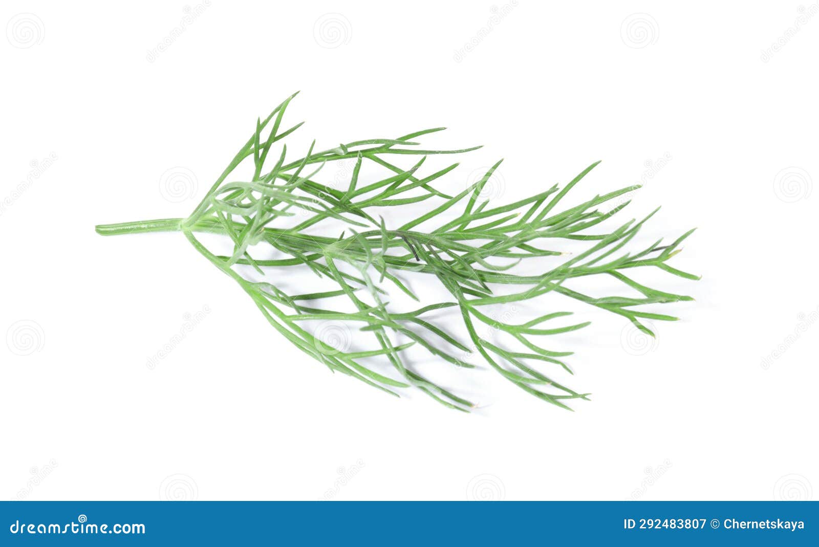 One Sprig of Fresh Dill Isolated on White Stock Image - Image of herb ...