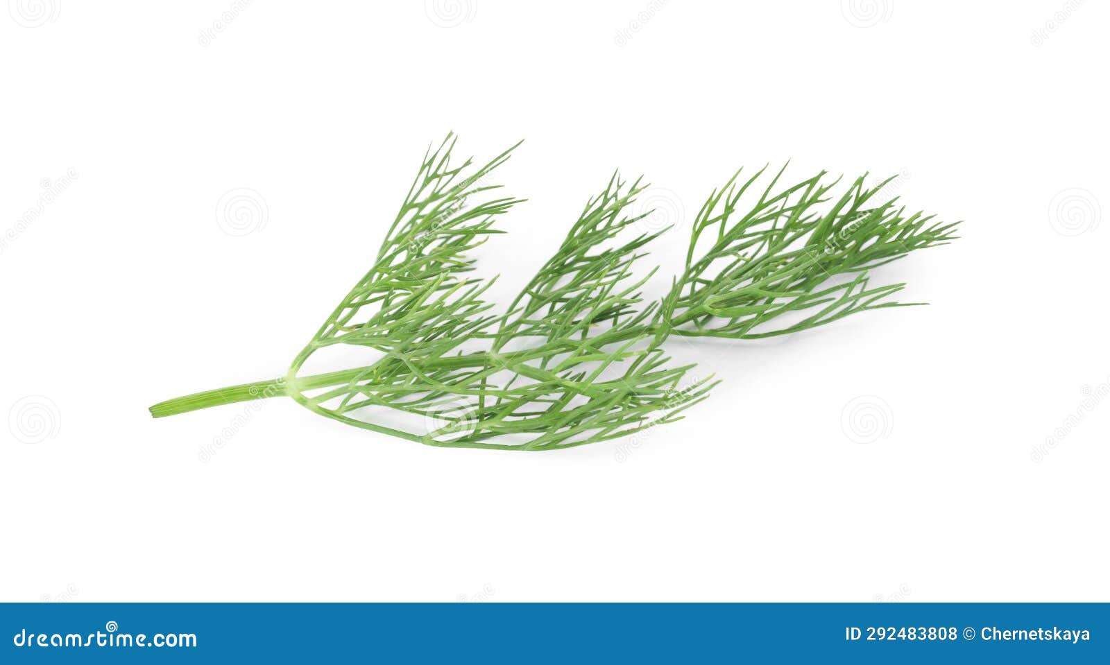 One Sprig of Fresh Dill Isolated on White Stock Photo - Image of ...