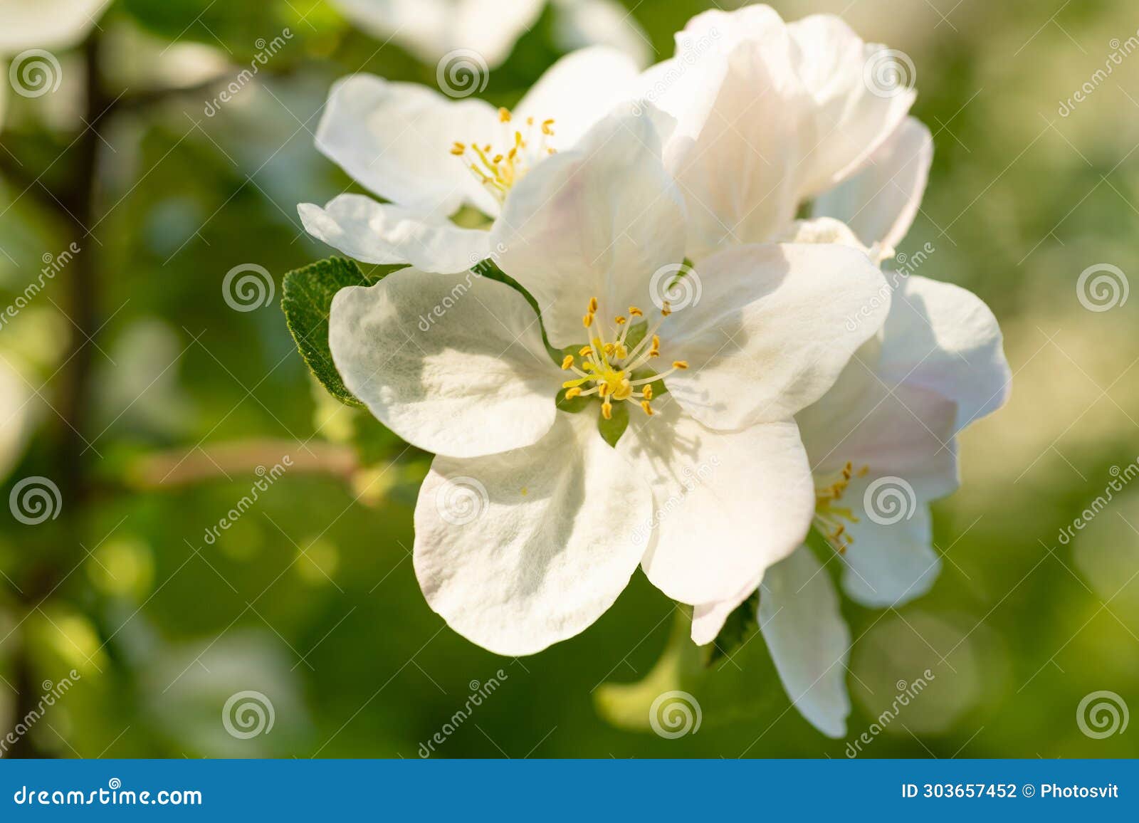 One Spring Flower Blossom. Spring Blossom Flower on Branch Stock Photo ...