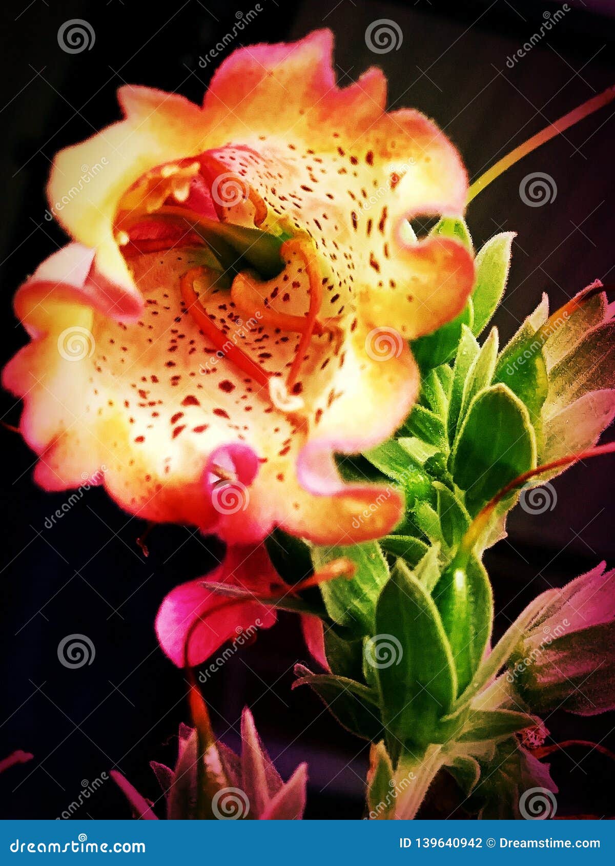 One spring flower stock photo. Image of lonely, colored - 139640942