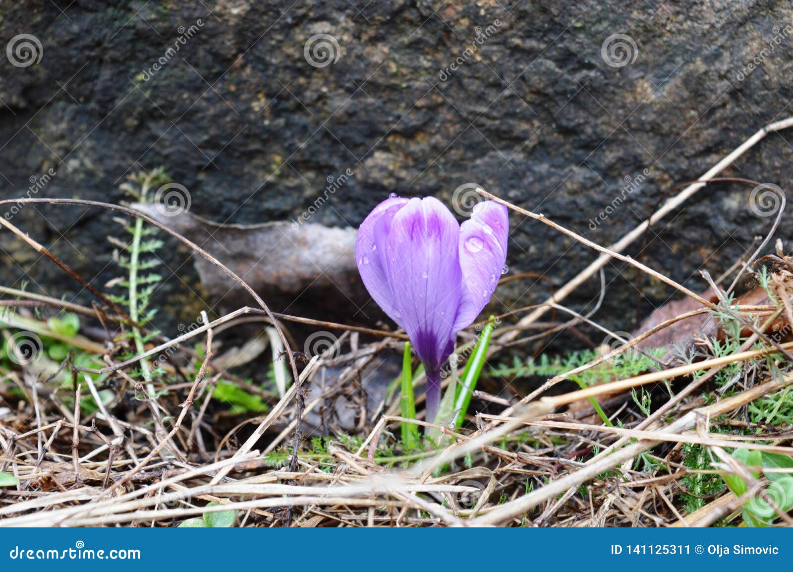 Spring flower of purple stock image. Image of nature - 141125311