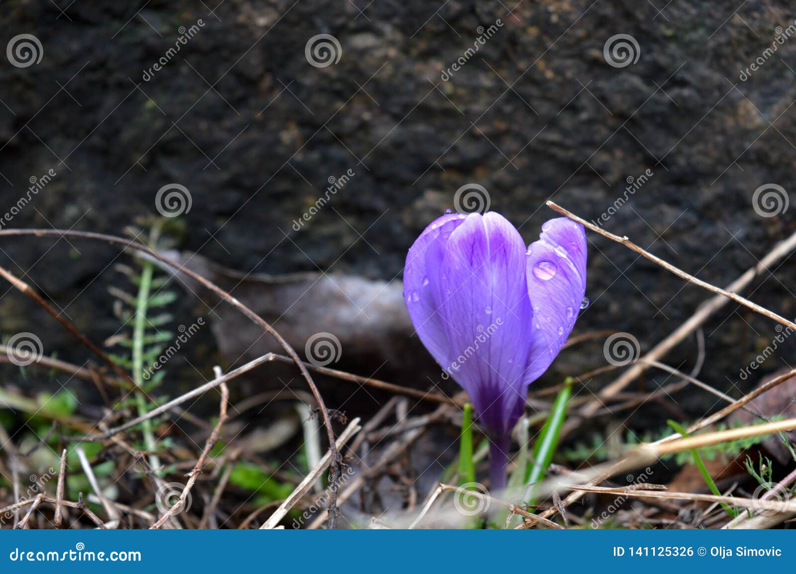 Spring flower of purple stock photo. Image of color - 141125326