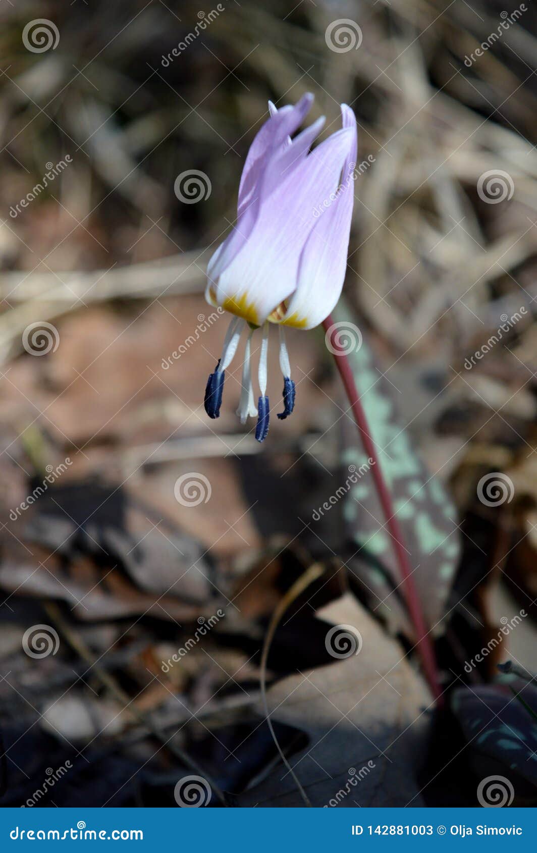 One spring flower stock image. Image of plant, petal - 142881003