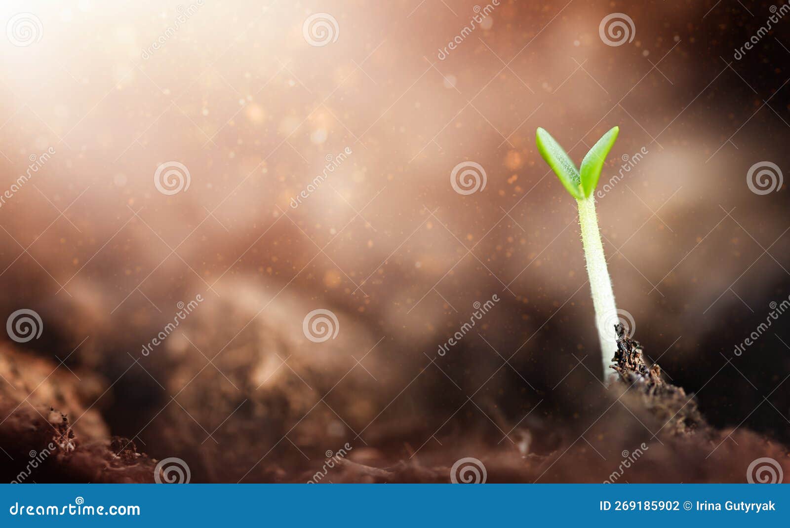 One sprout stock photo. Image of seed, life, fragility - 269185902