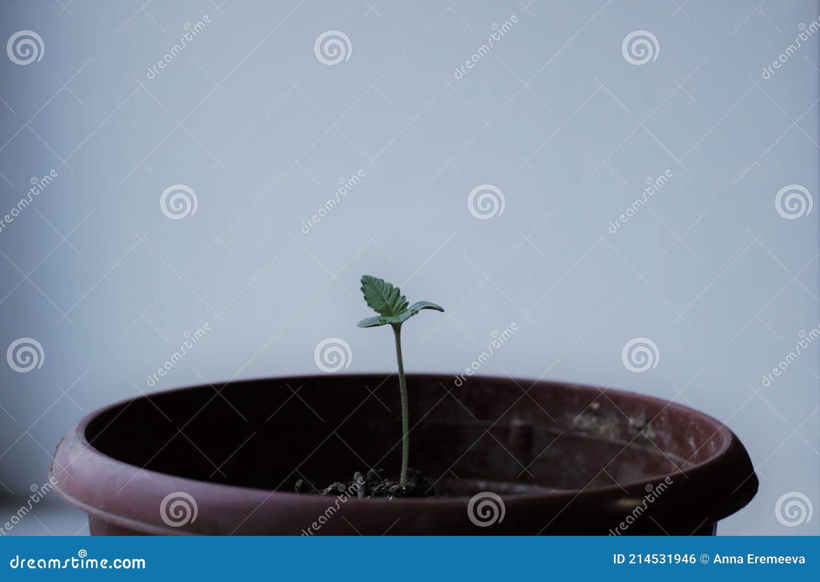 One Sprout of Marijuana in a Pot on a Light Background Stock Photo ...