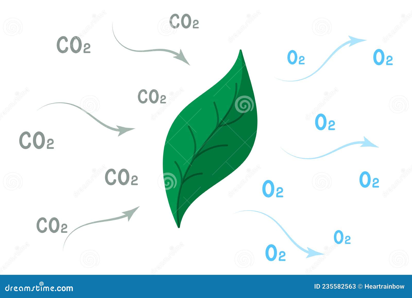 One of the Stages of Photosynthesis is the Conversion of Carbon Dioxide ...