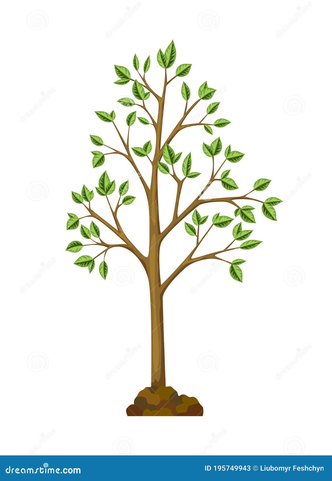 One of the Stages Tree Growth. Tree Growth with Green Leaf and Branches ...