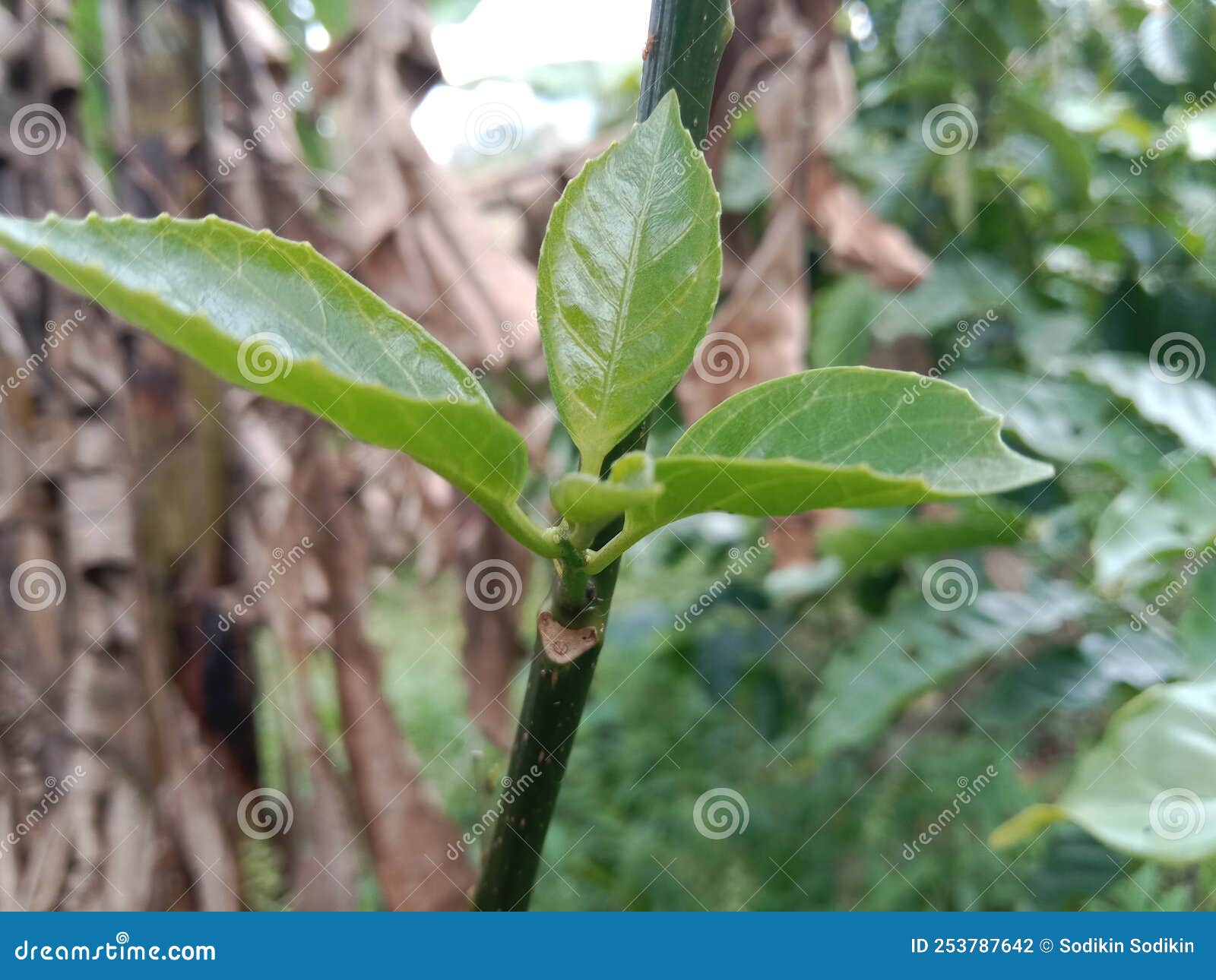 One Stalk of a New Tree Growing Young Shoots Stock Photo - Image of ...