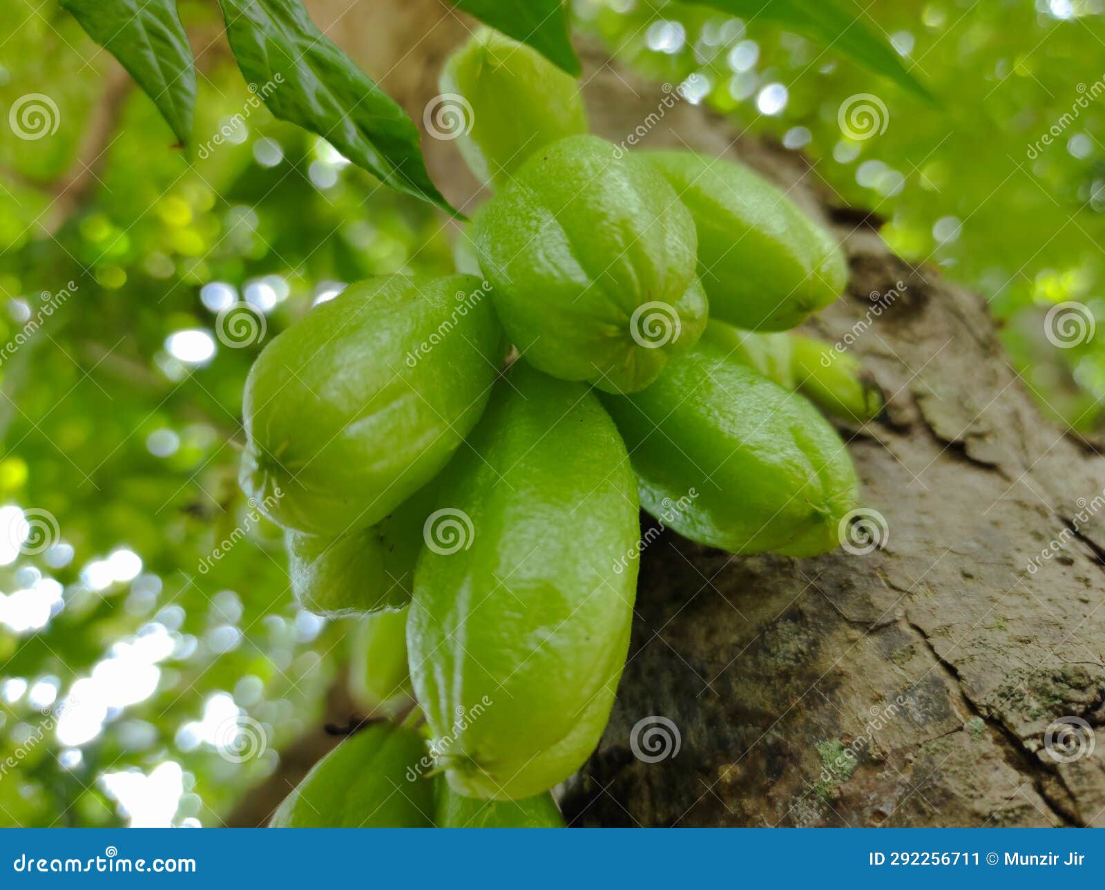 One Stalk of Star Fruit that is Still Green and Looks Fresh Stock Image ...