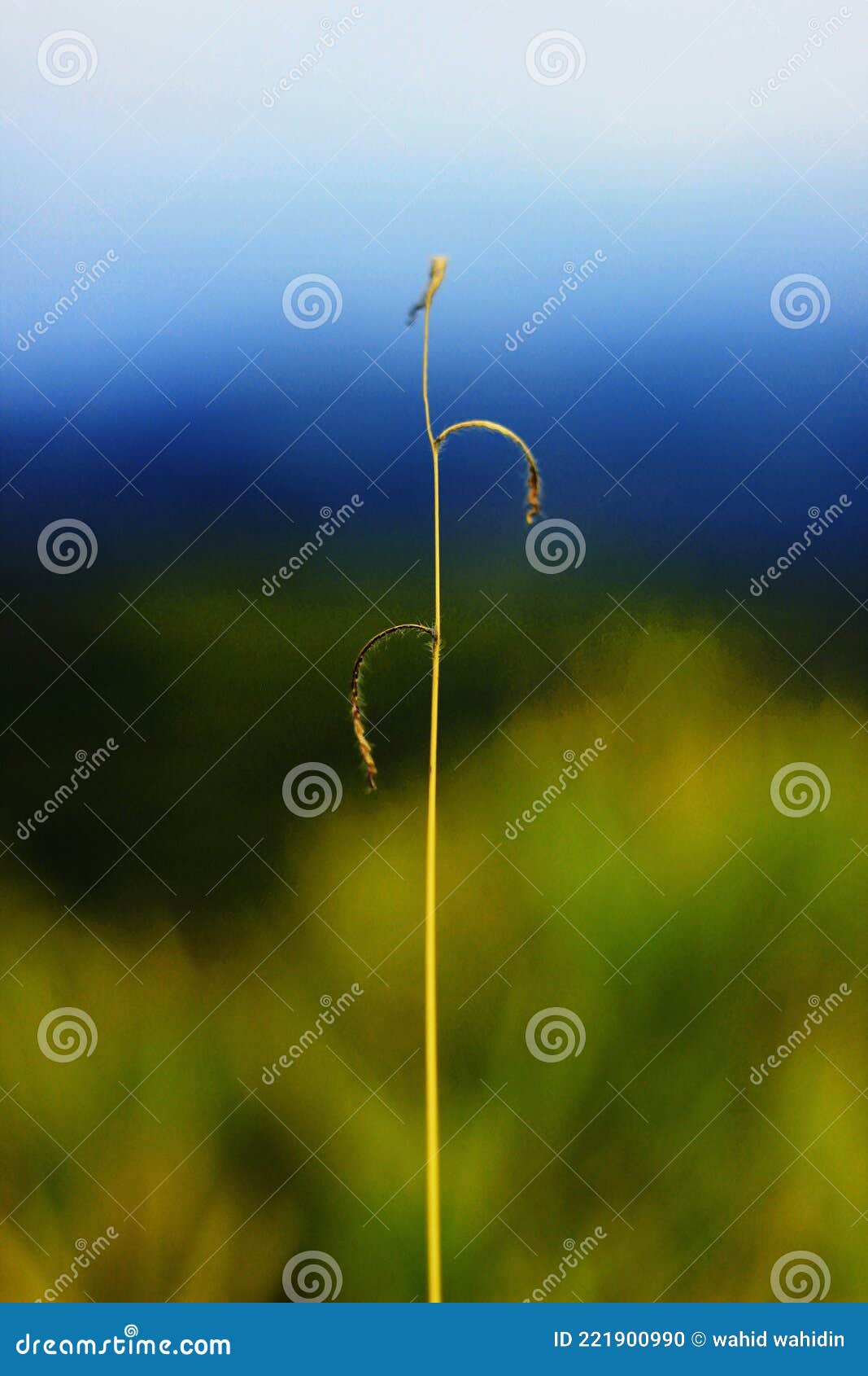 One Stalk of Weed Boleh Background Stock Photo - Image of stalk, boleh ...