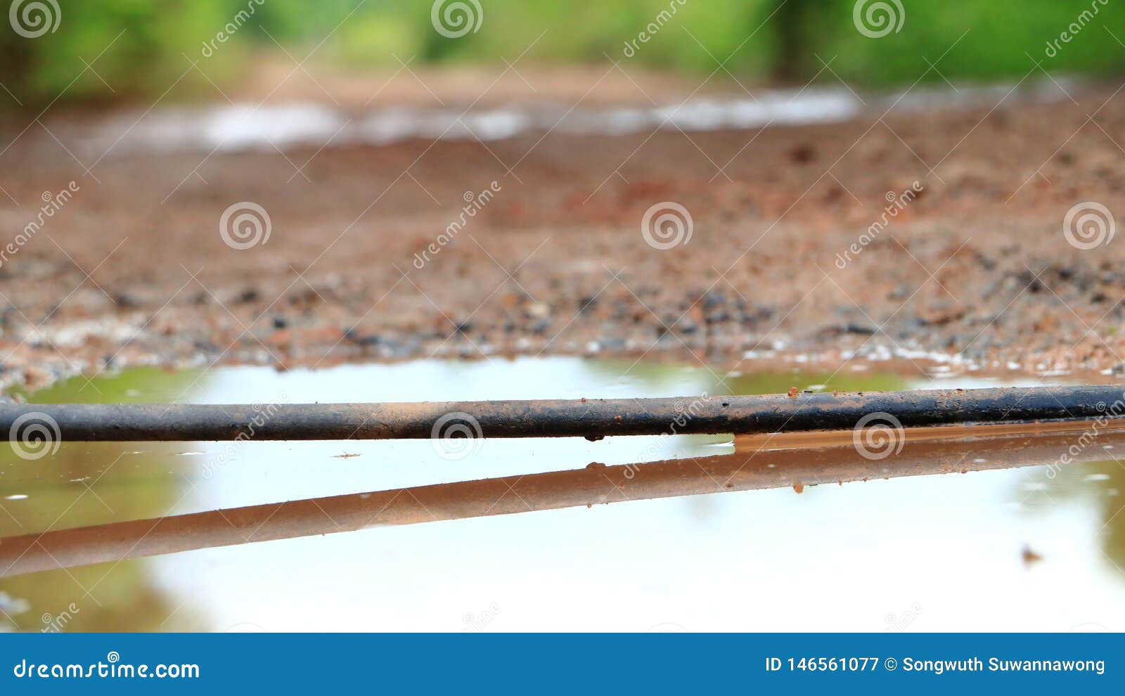 One Standing Bird is Raising His Legs and Scratching His Head in the ...