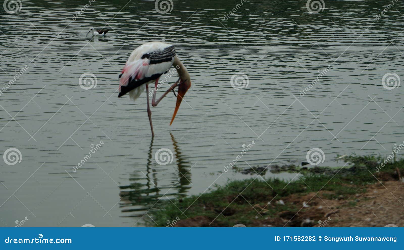 One Standing Bird is Raising His Legs and Scratching His Head in the ...