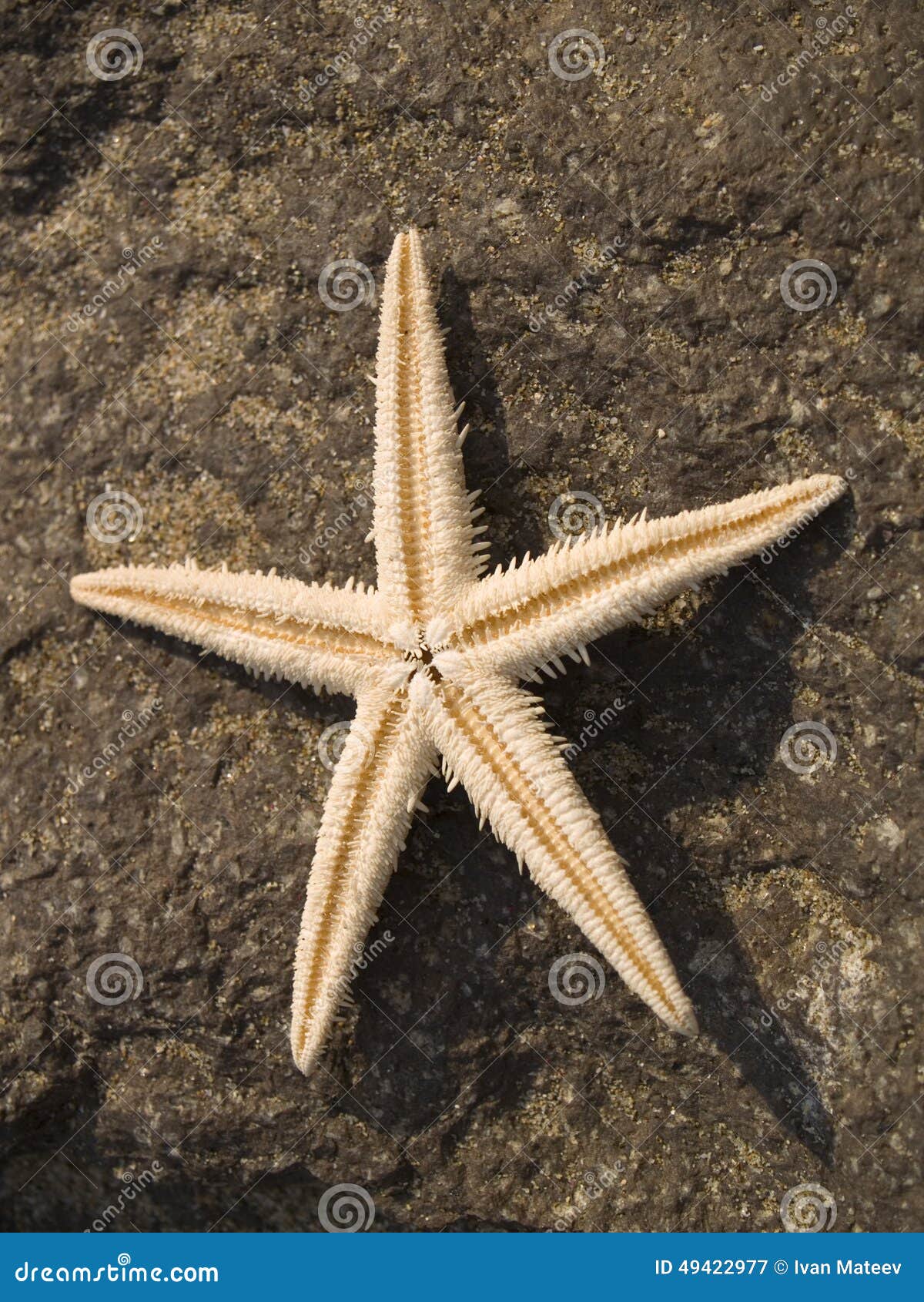 One starfish on rock stock image. Image of star, island - 49422977