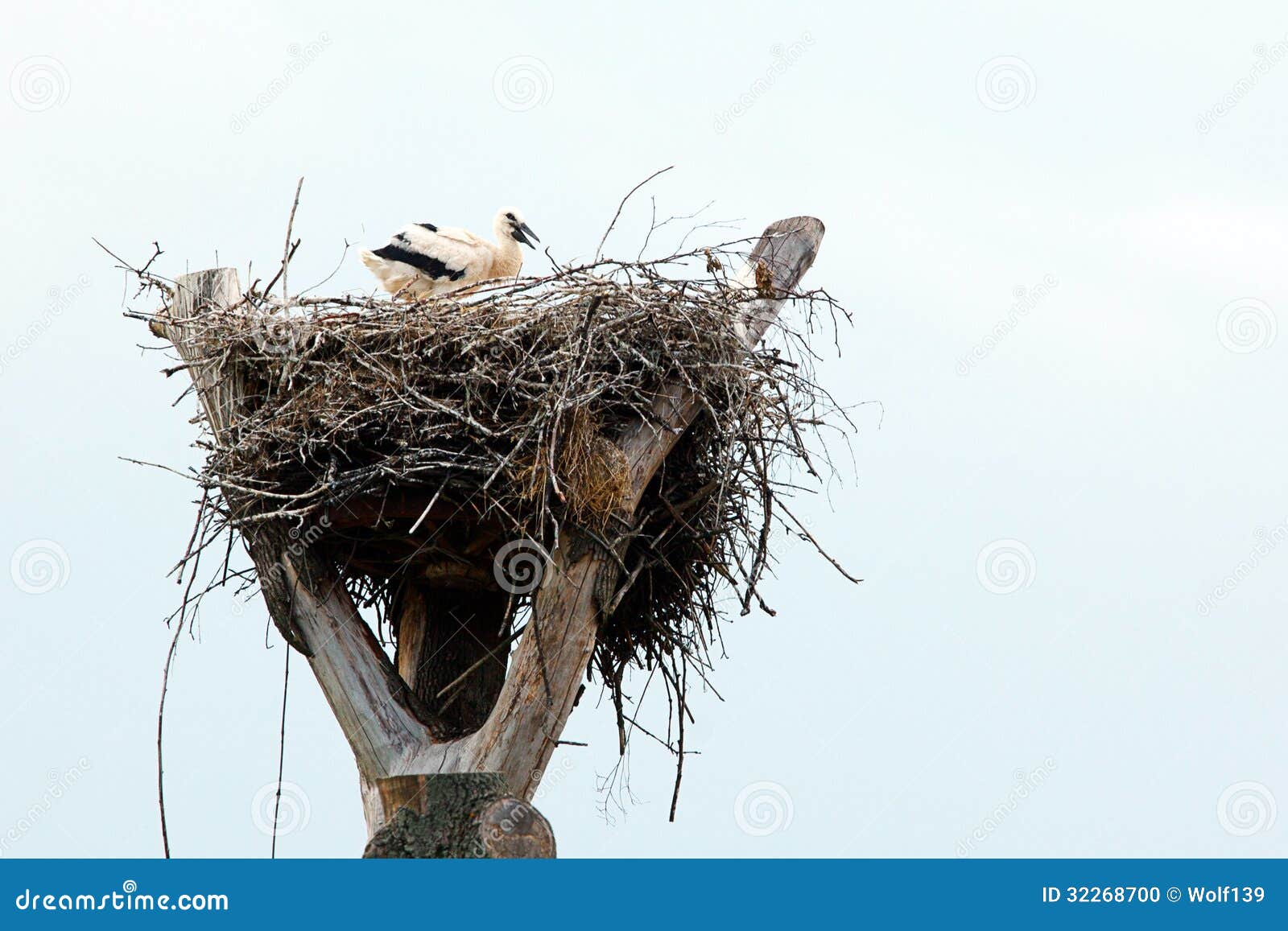 One stork in a nest stock photo. Image of animals, nest - 32268700