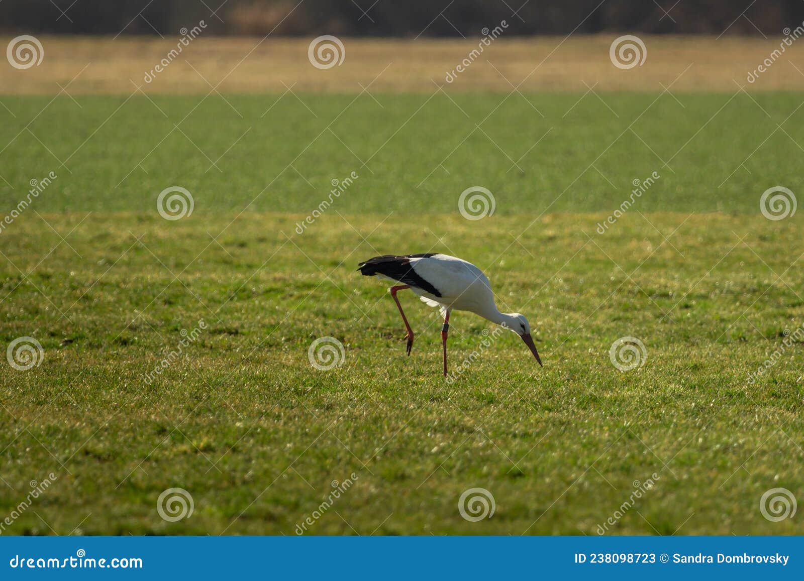 One Stork Run Across the Green Meadow Stock Image - Image of black ...