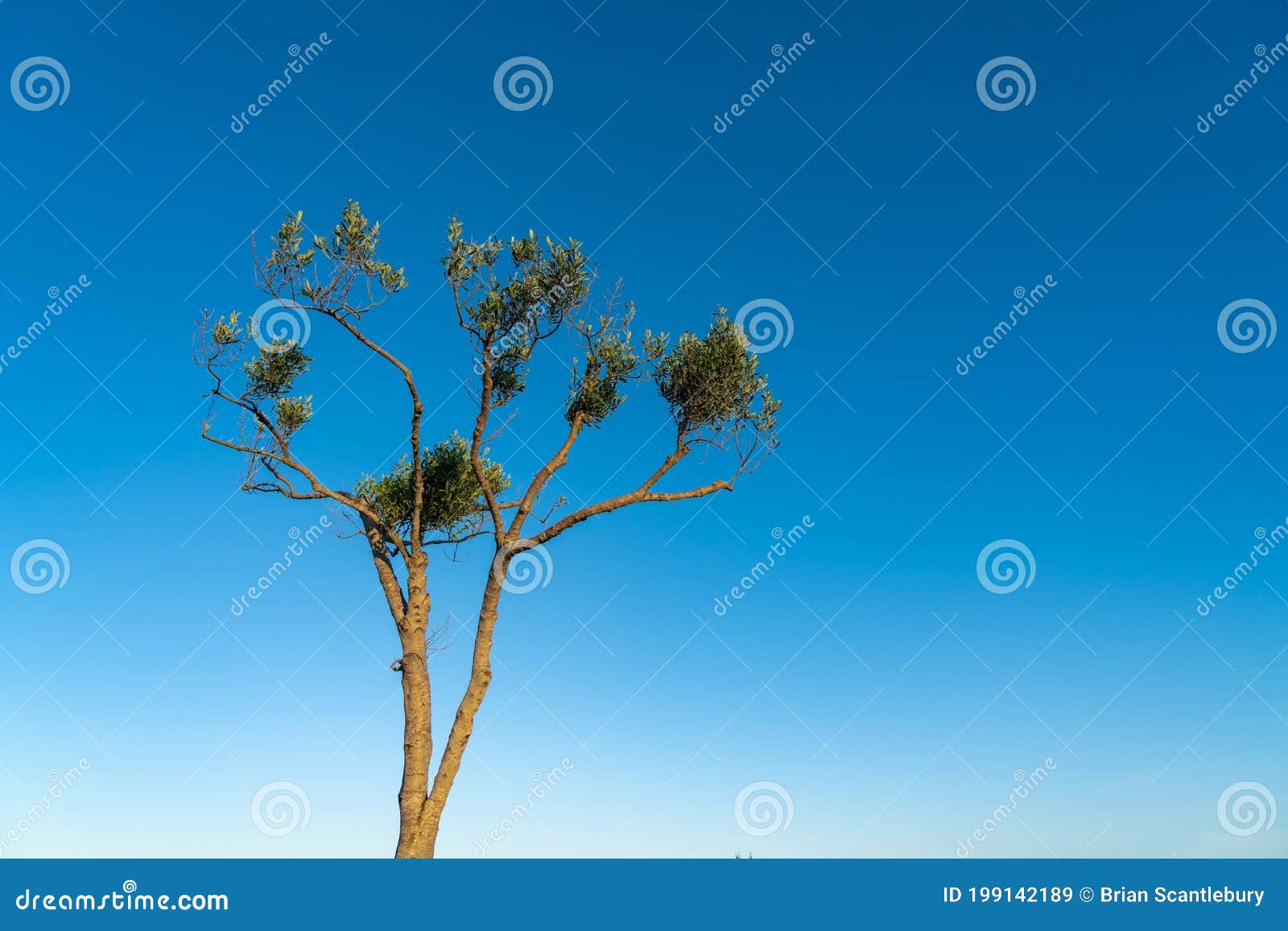 One Straggly Olive Tree from Low Point of View Against Blue Sky Stock ...