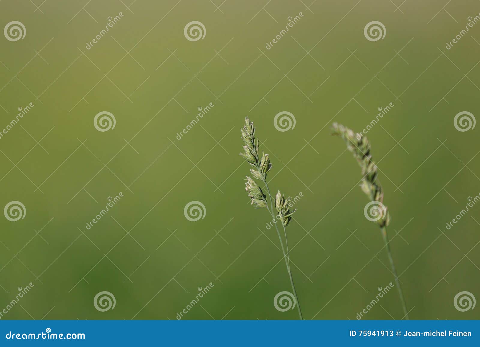 One strand of grass stock image. Image of abstract, grass - 75941913