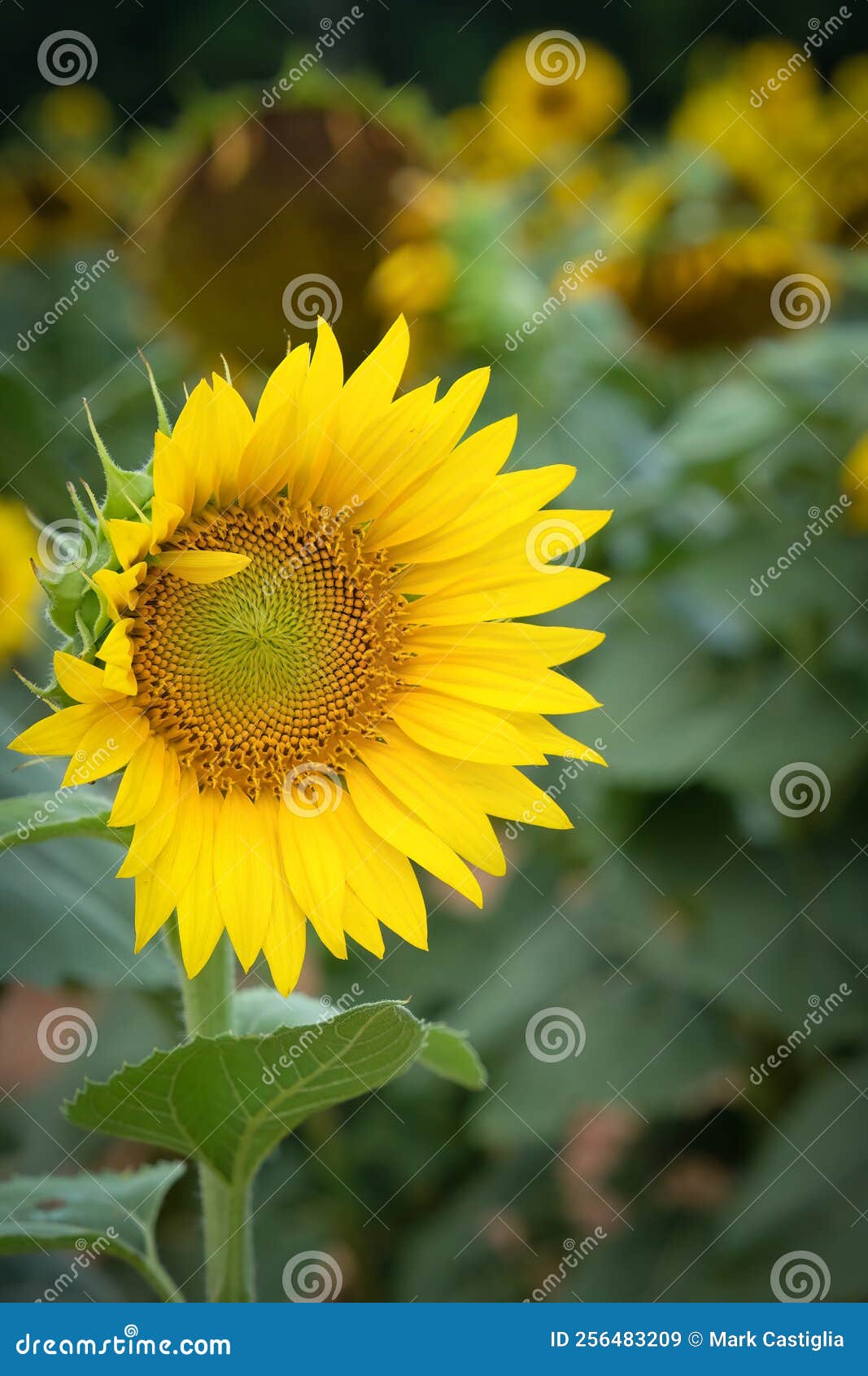 One sunflower and backdrop stock image. Image of farmland - 256483209