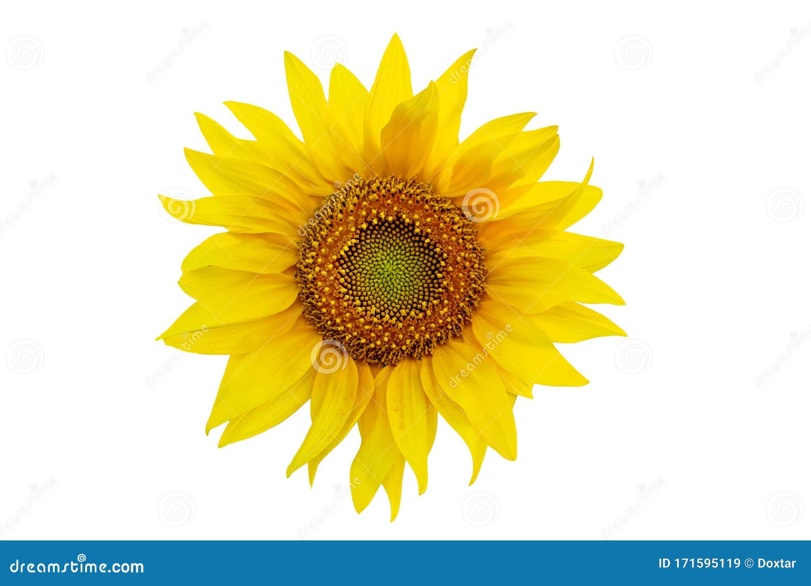 One Sunflower Close Up View Stock Image - Image of white, leaf: 171595119