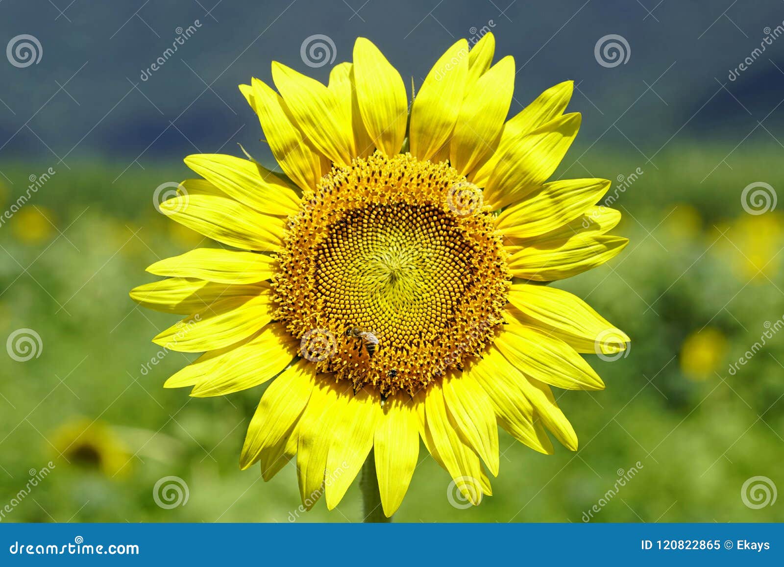 One sunflower closeup view stock image. Image of botany - 120822865