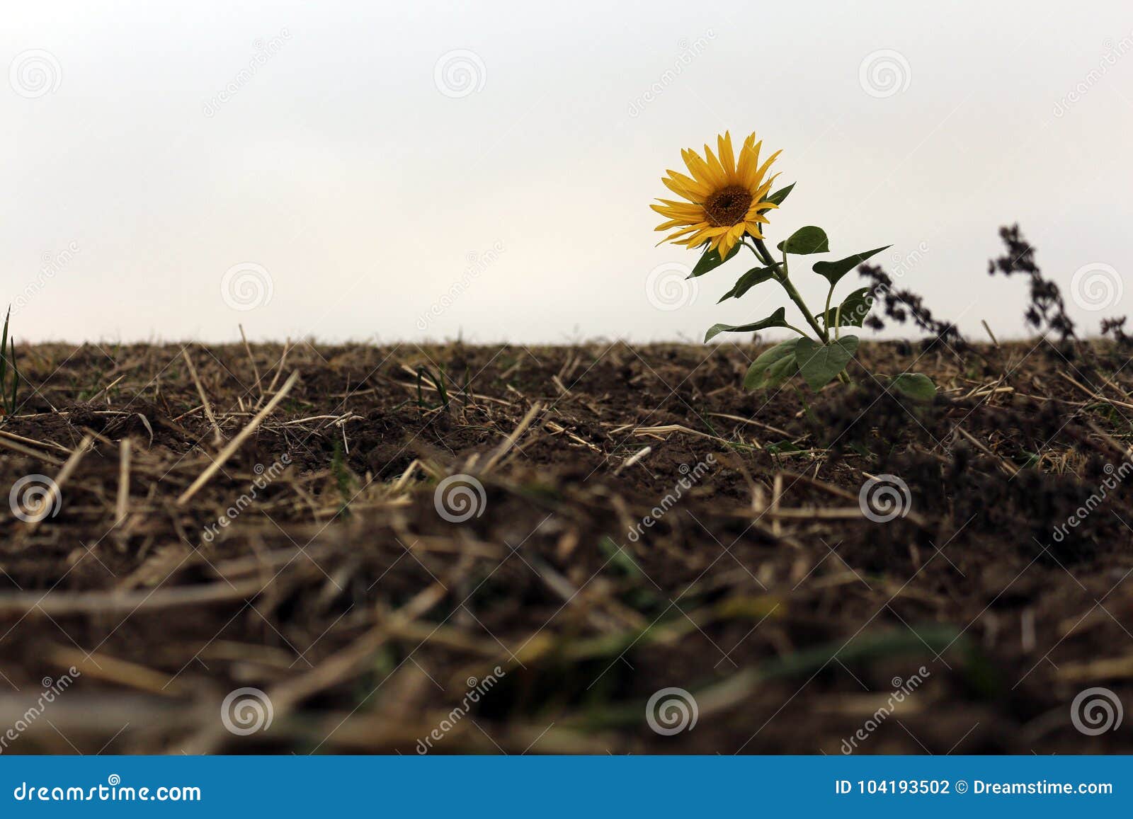 One sunflower in the field stock photo. Image of harvest - 104193502