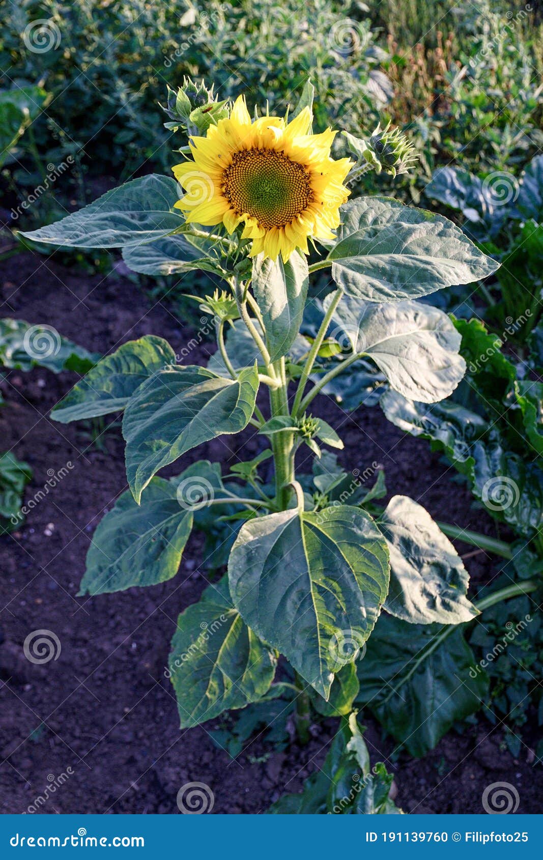 One sunflower stock photo. Image of bloom, photograph - 191139760