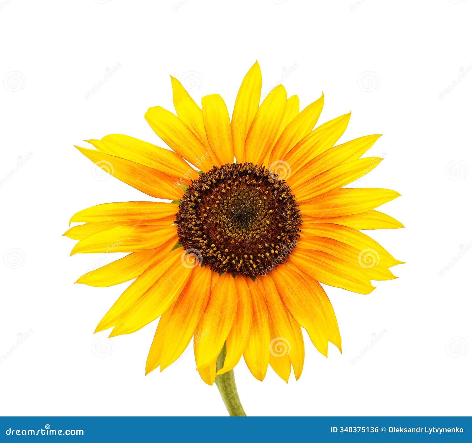 One sunflower flower stock photo. Image of fragility - 340375136