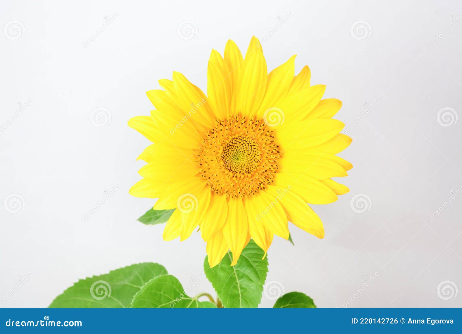 One Sunflower Flower on a Light Background Stock Photo - Image of ...