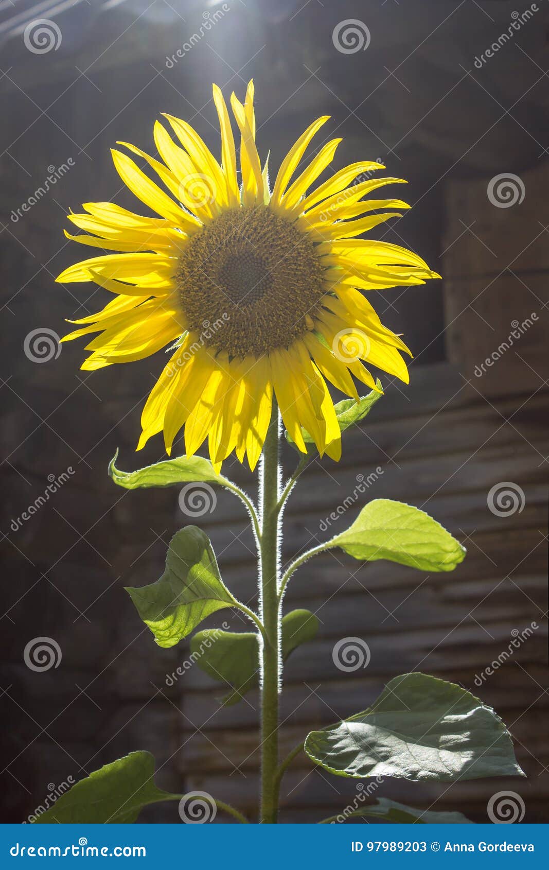 One Sunflower Flower in the Sun Stock Image - Image of sunflower, noon ...