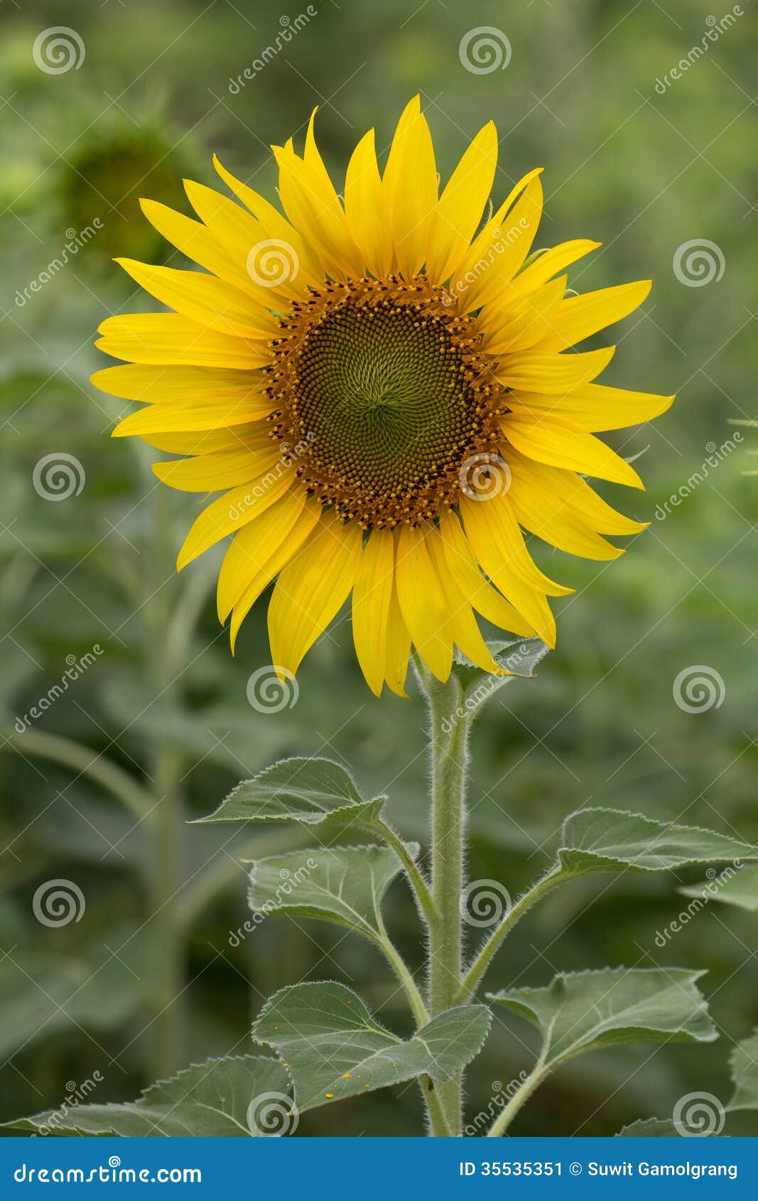 One Sunflower stock image. Image of plantation, growth - 35535351