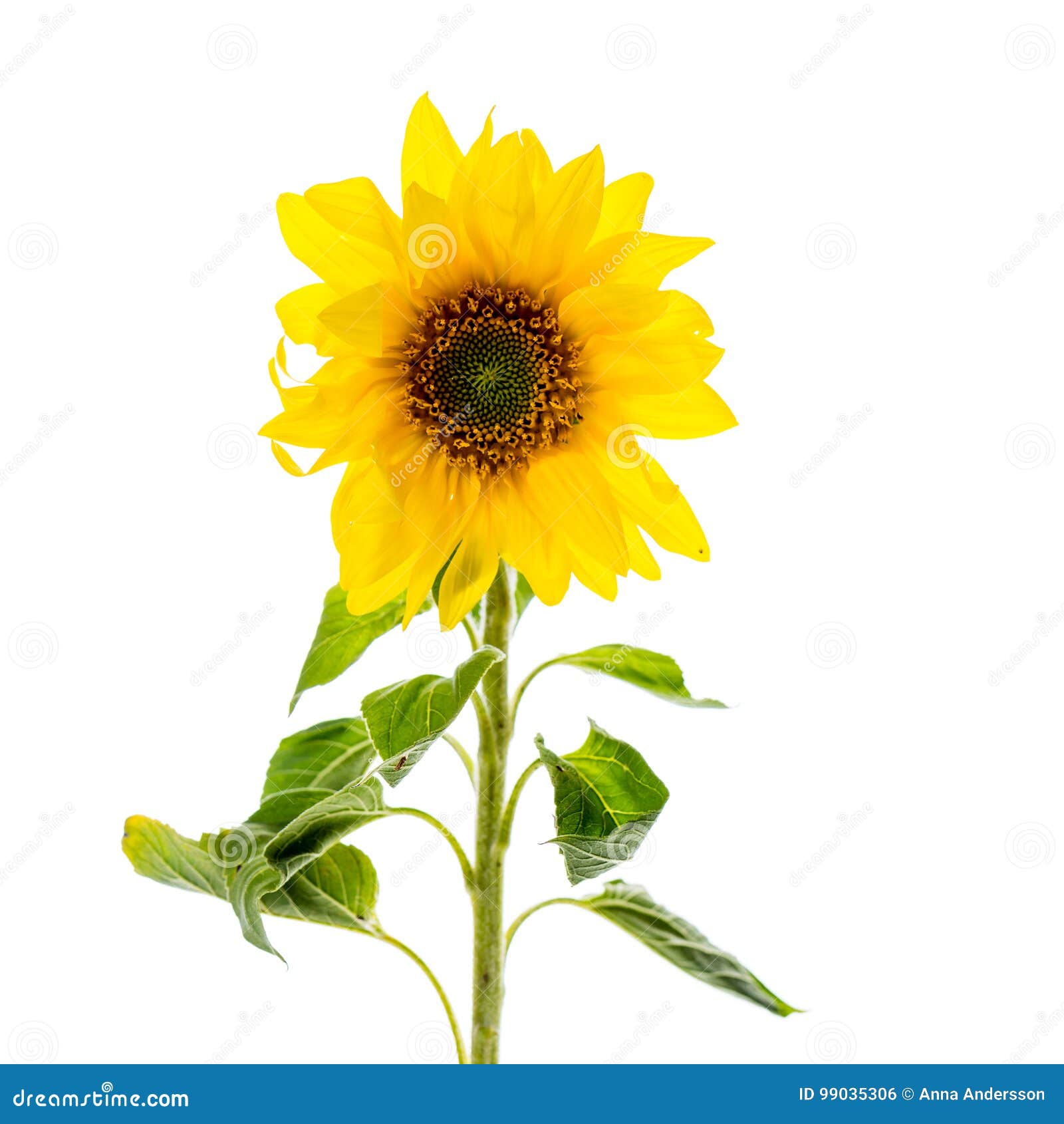 One Sunflower Isolated on White Stock Photo - Image of isolated, crop ...