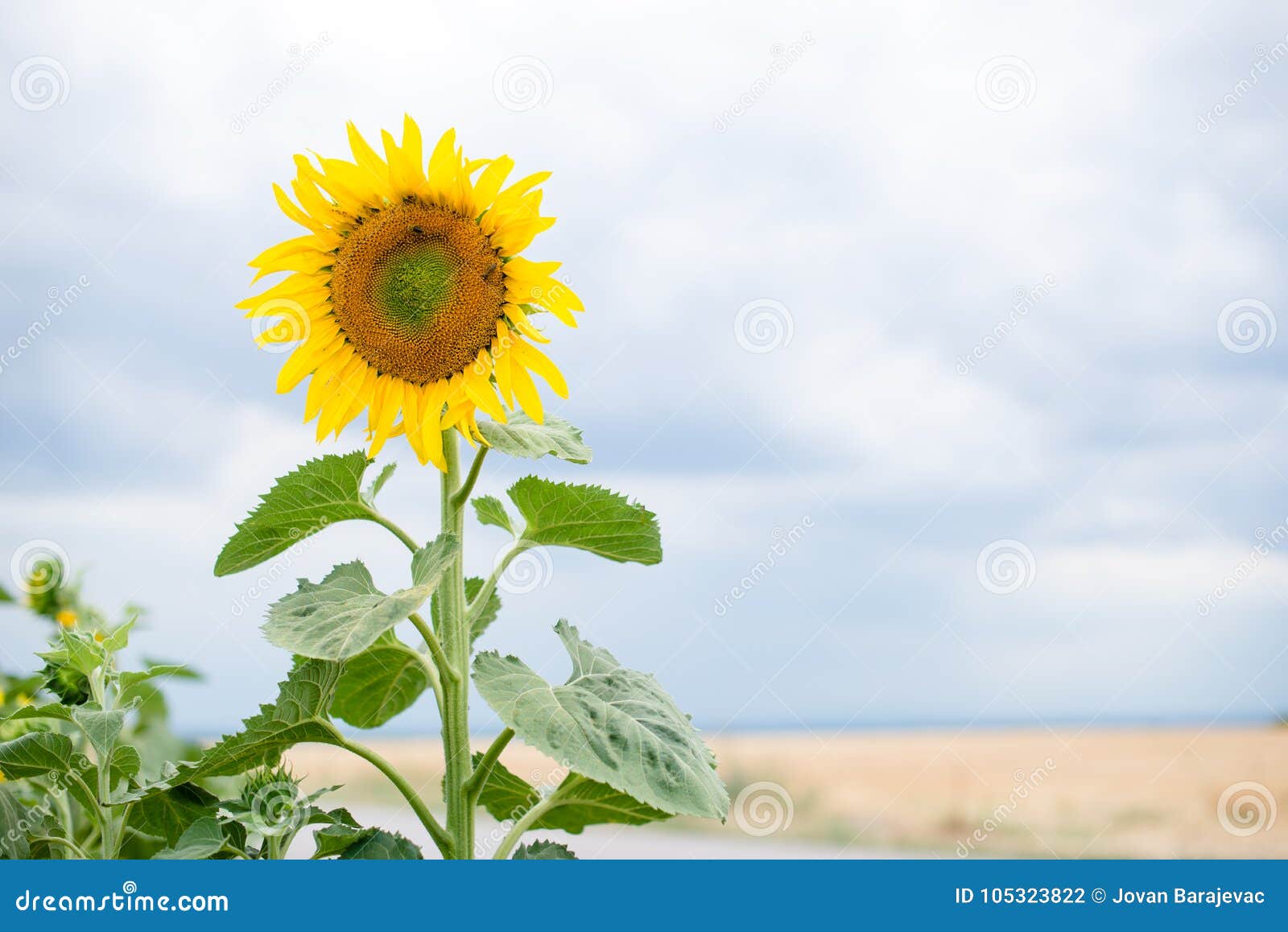 One sunflower standing stock photo. Image of green, color - 105323822