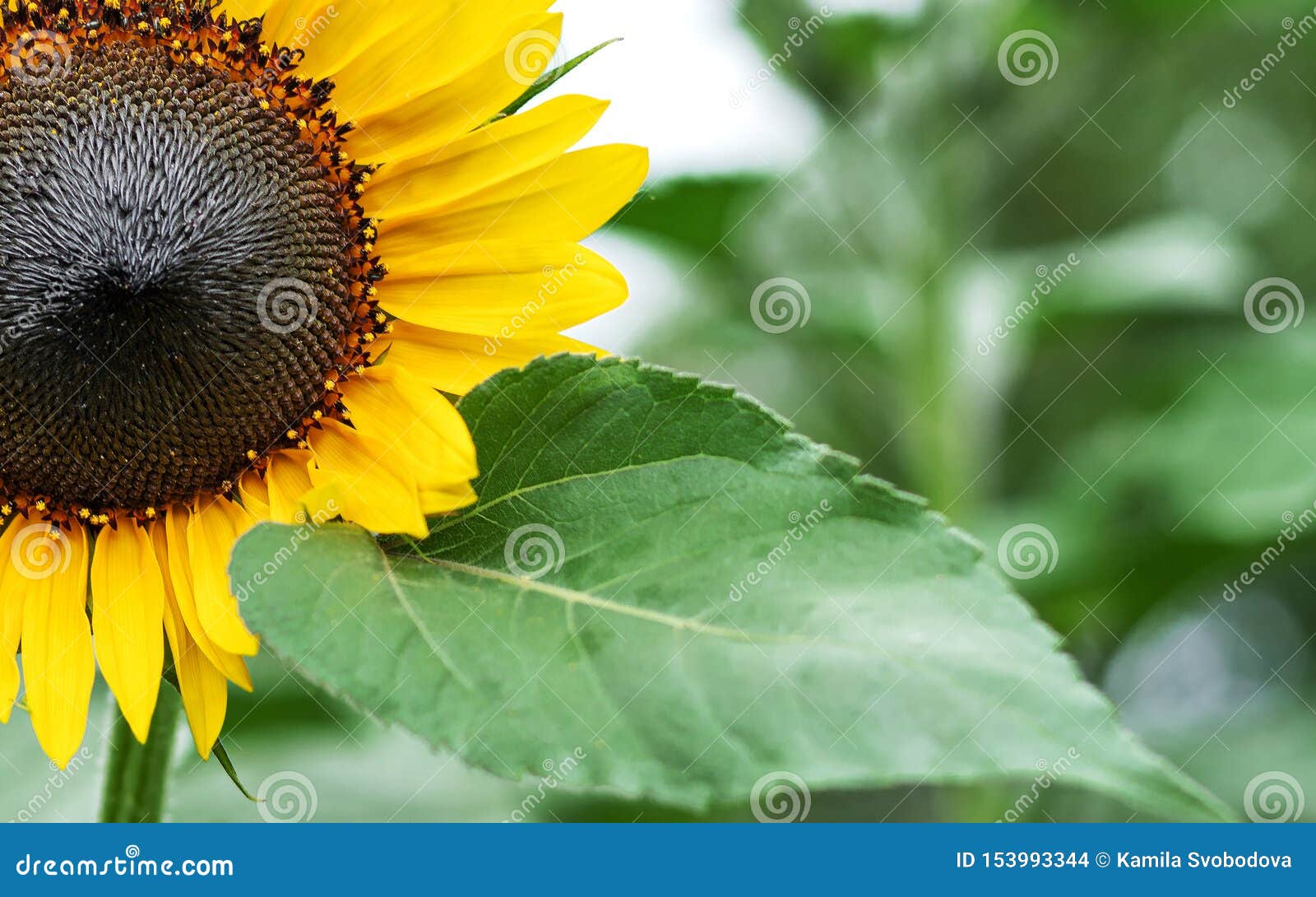 One sunflower stock photo. Image of garden, flora, idyllic - 153993344