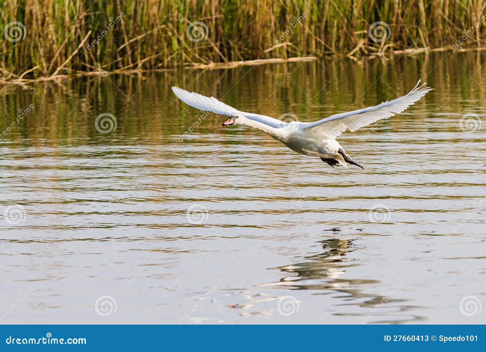 One swan flying stock image. Image of ecology, peaceful - 27660413